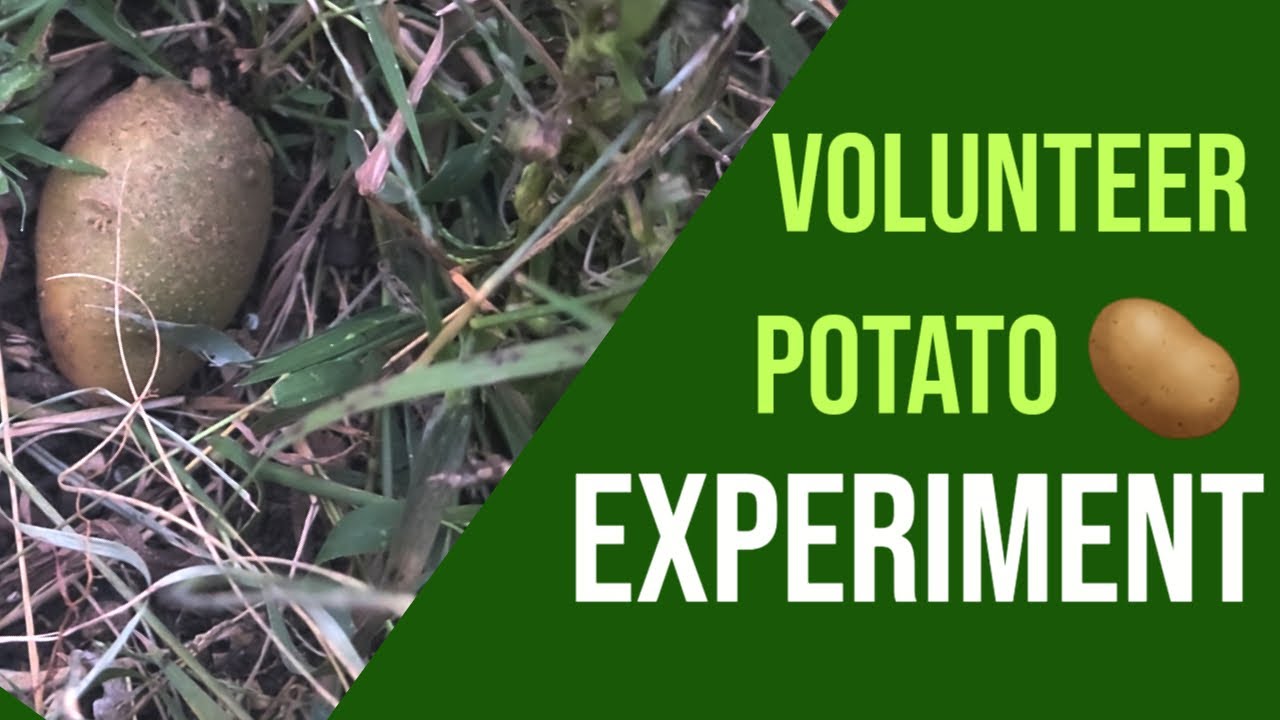 Volunteer Potato Experiment - YouTube