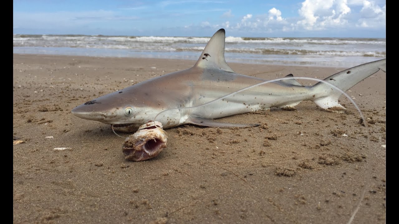 Texas Shark Fishing - YouTube
