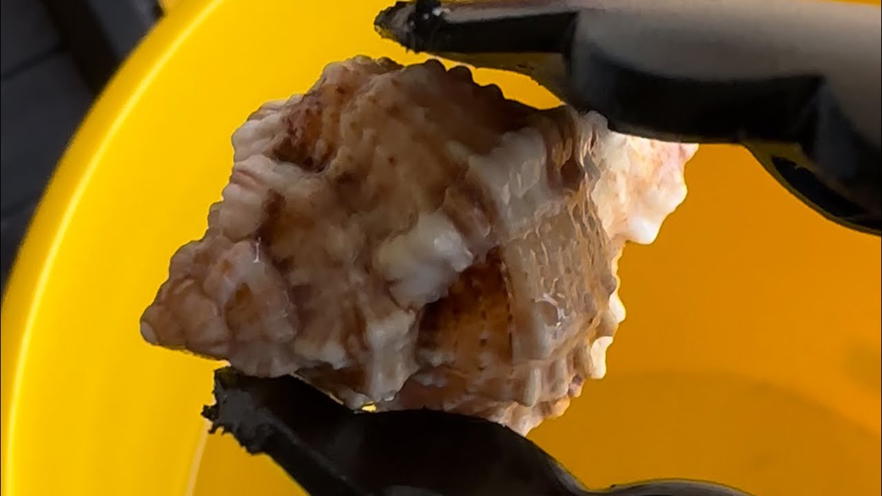 Dipping Seashells in Safe HCL - YouTube
