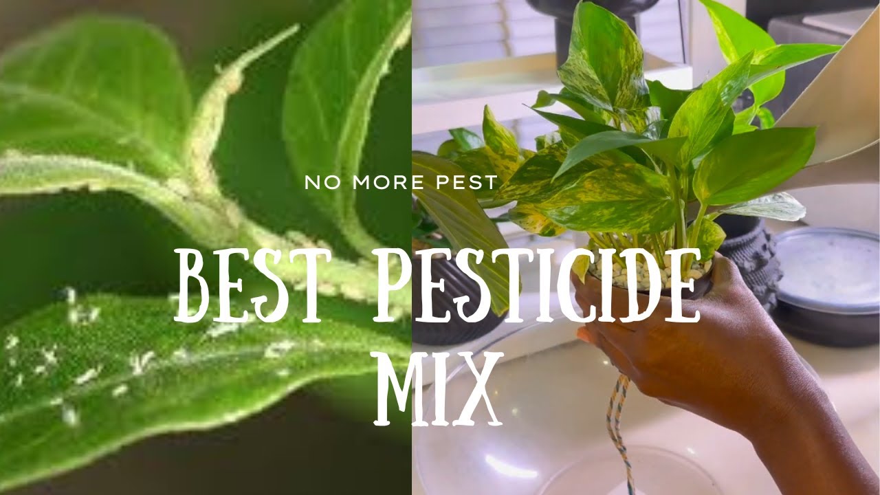 BEST PESTICIDE MIX! NO MORE PEST💦 WATERING MY PLANTS ROUTINE - YouTube