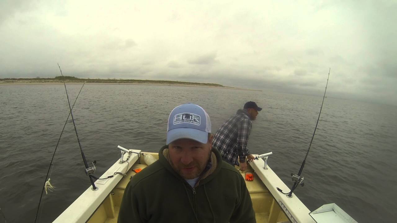 GIANT BLUEFISH INVADE JAMAICA BAY - YouTube