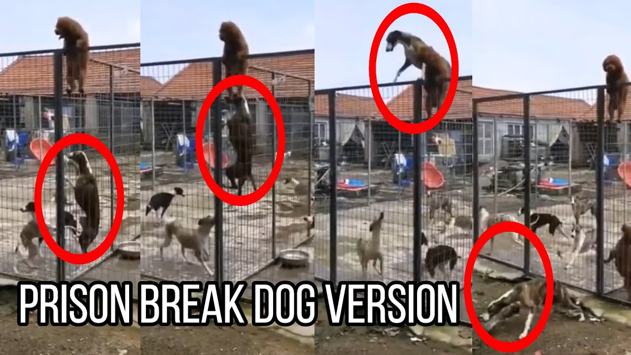 Prison Break Dog Version .... funny videos - YouTube