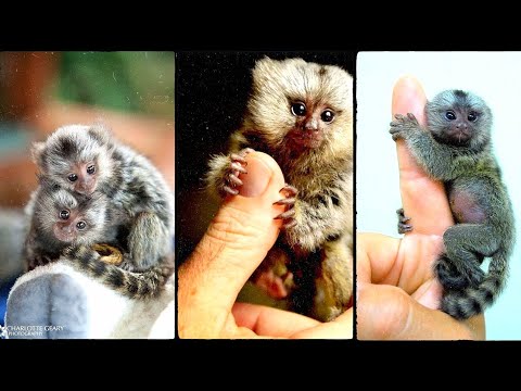 The smallest monkey of the world | Called Finger monkey or Marmoset ...