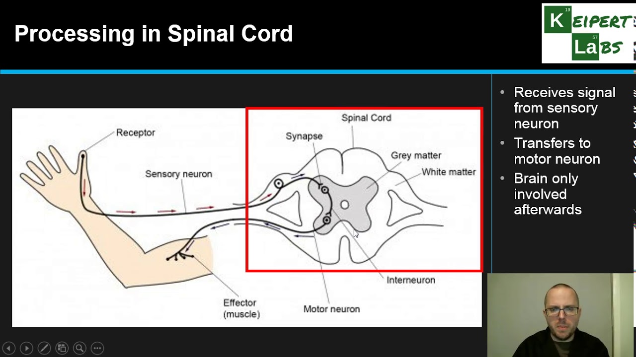 The Reflex Arc - YouTube