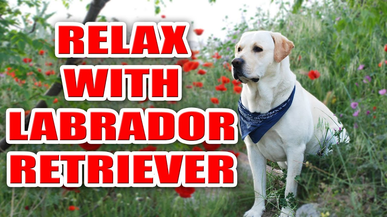 RELAX WITH LABRADOR RETRIEVER - YouTube