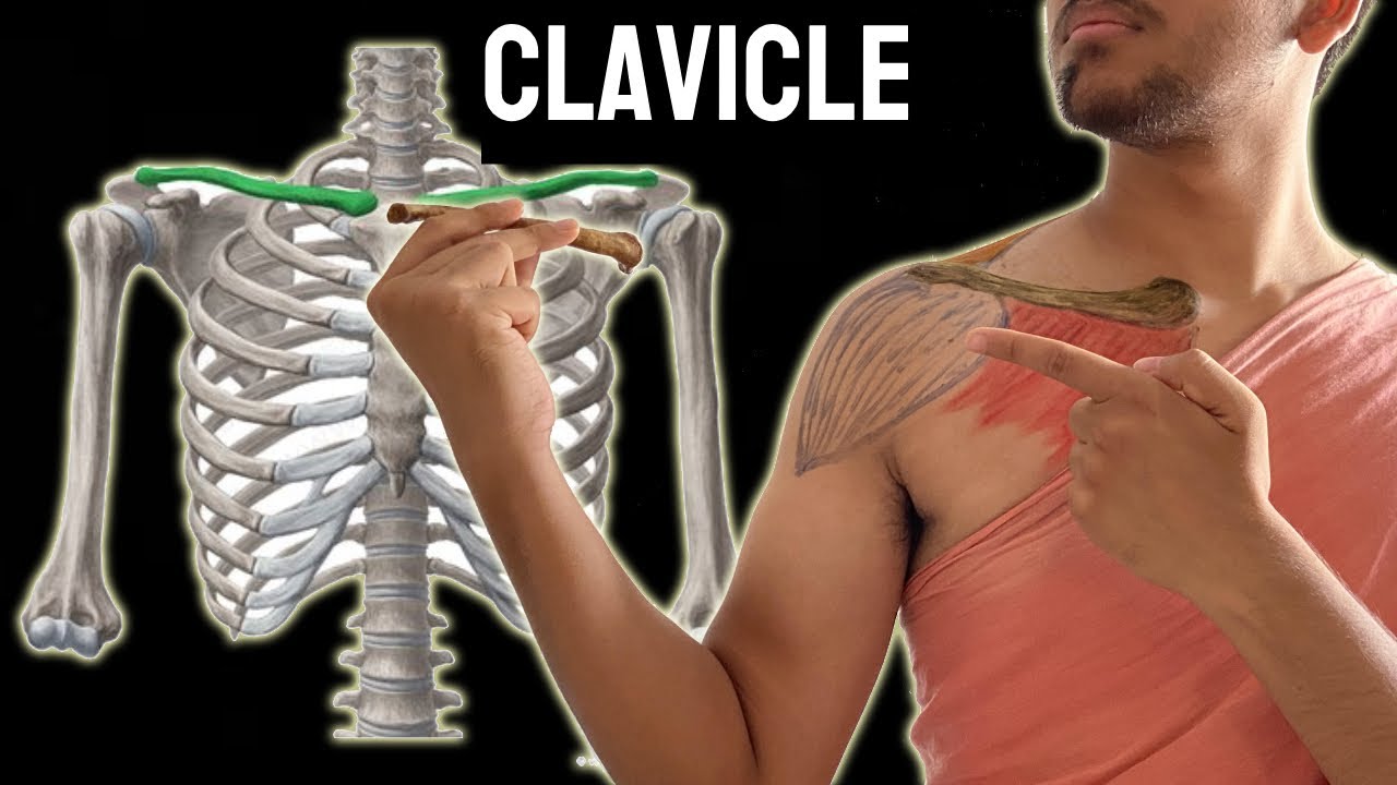 Clavicle Bone - Anatomical Position, Side determination, Features and ...
