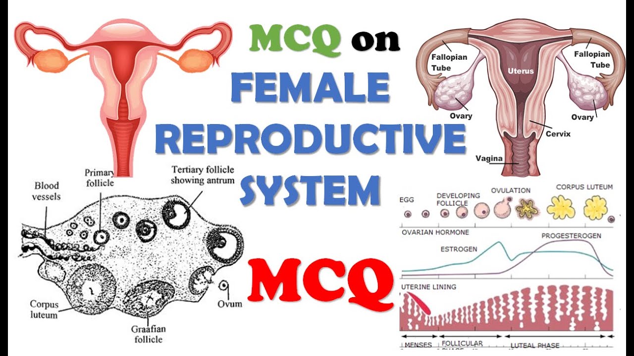 MCQ on Female Reproductive System | Everything You Wanted to Know About ...
