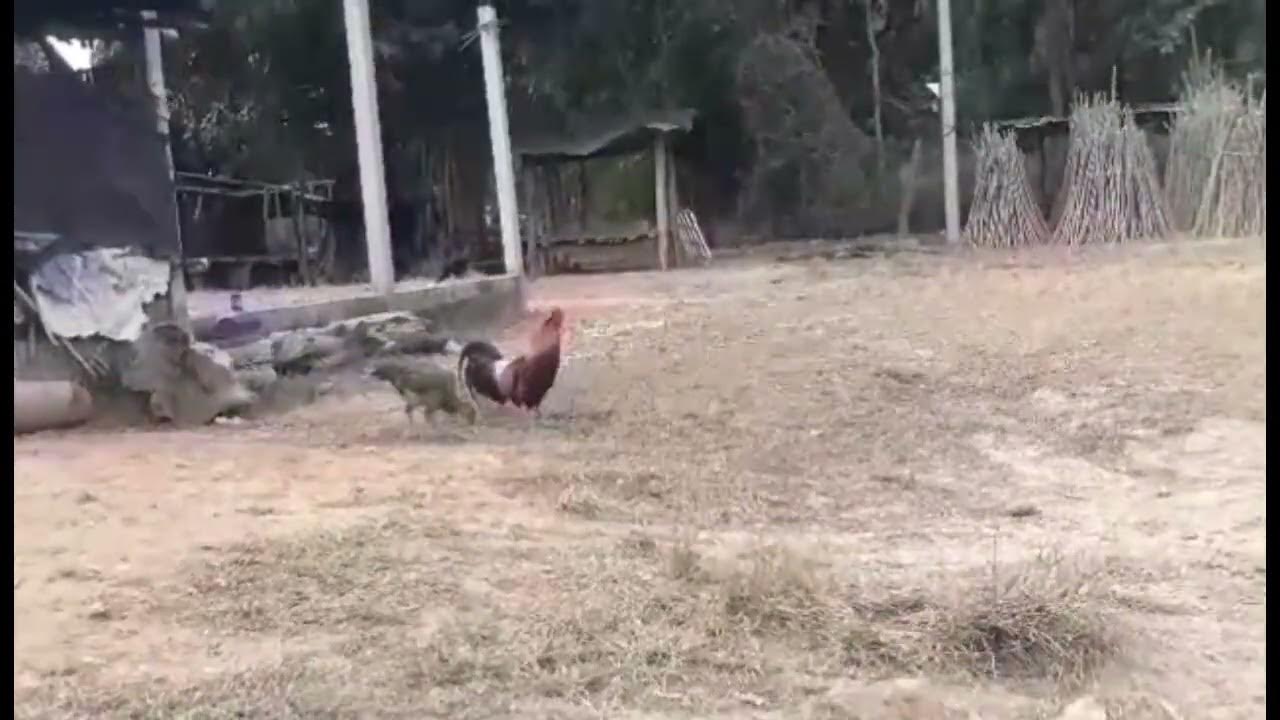 4/1/. 2023noob qaib cuab tuaj zoo leej twg nyiam nug tau - YouTube