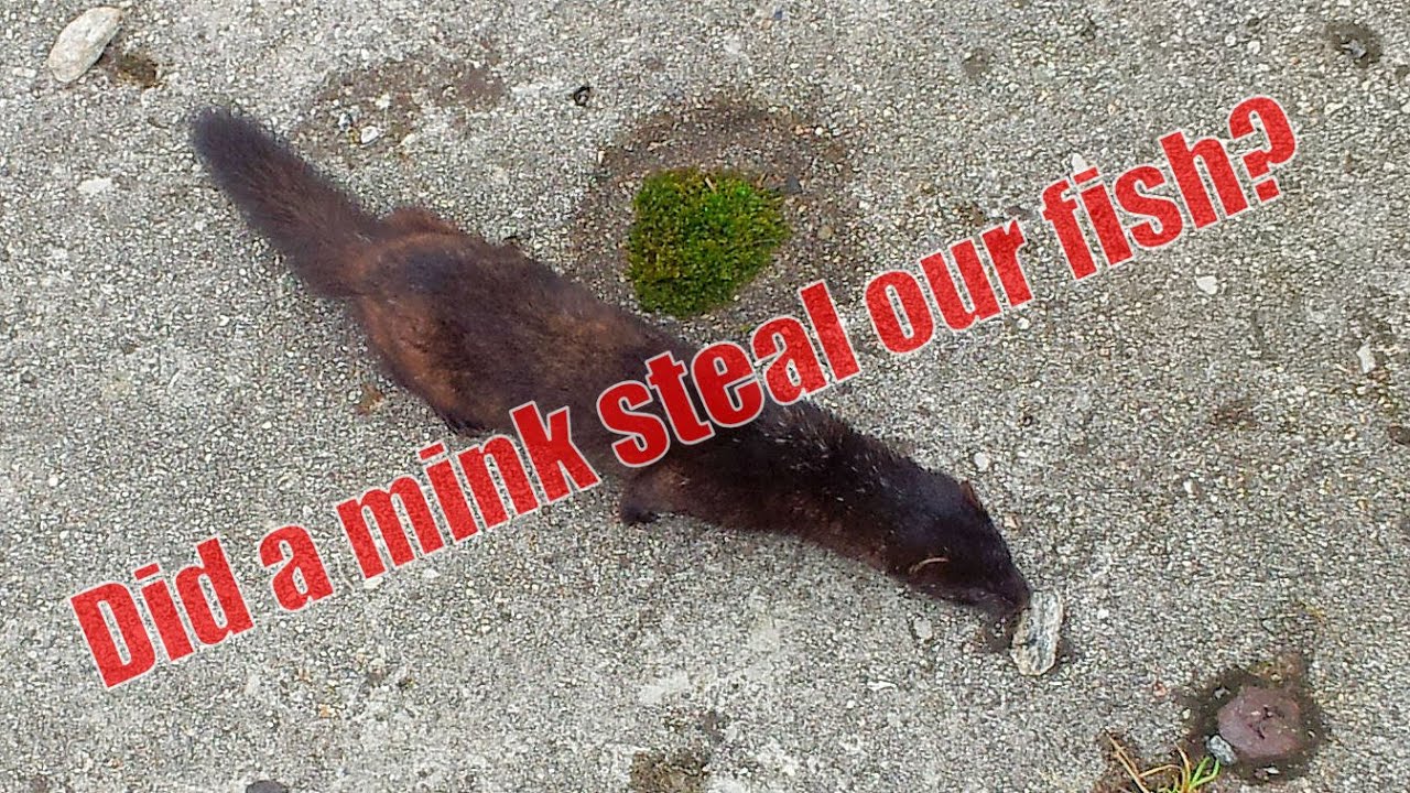 did a mink steal our fish? - YouTube