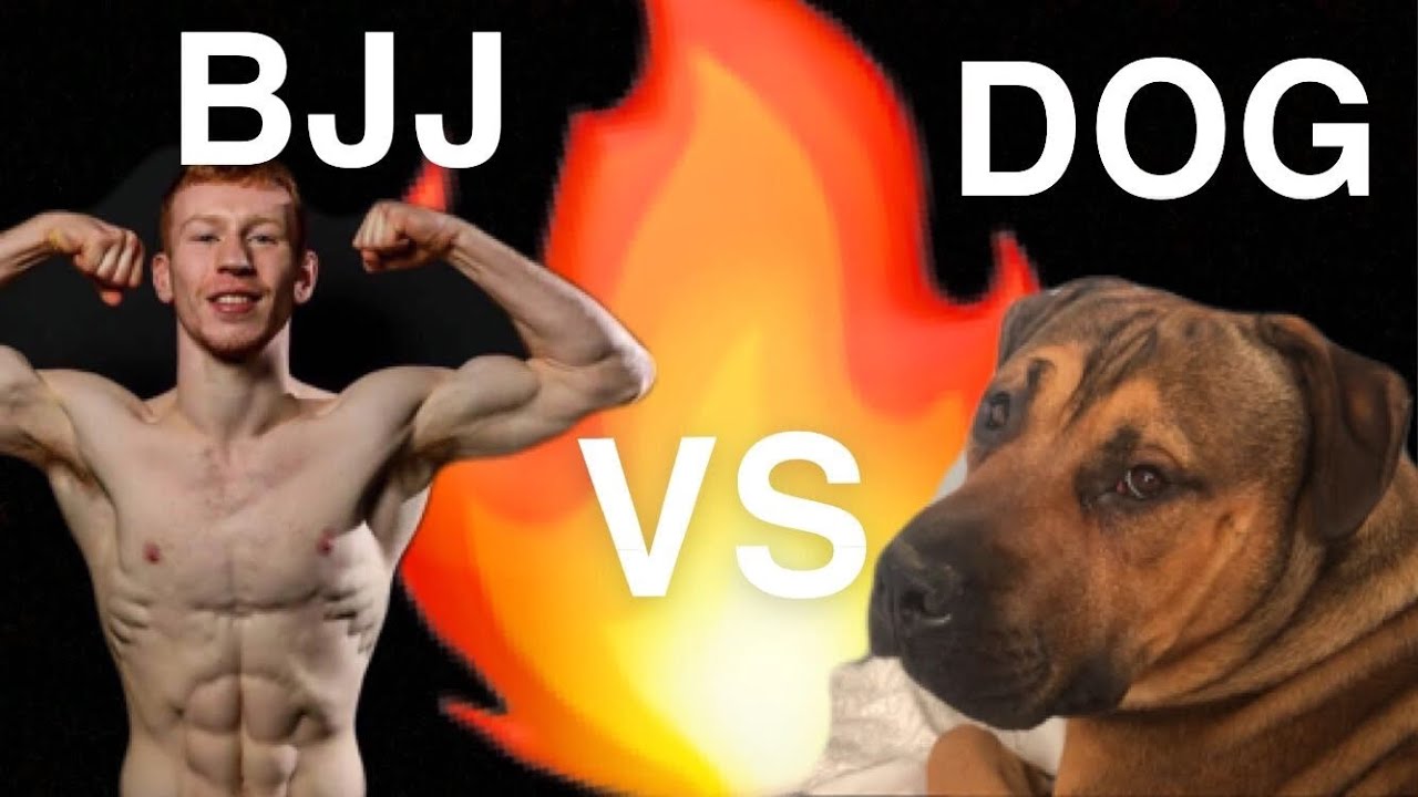 BJJ VS DOG!! DOES IT WORK?!👀 - YouTube