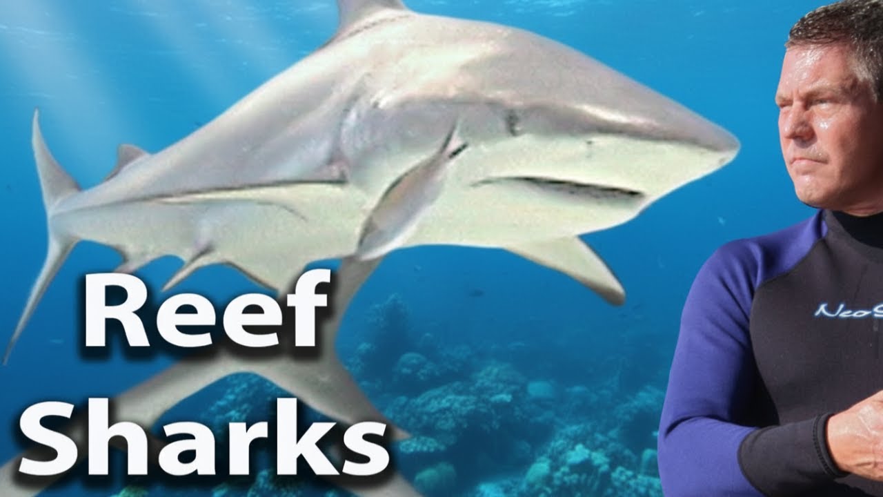 Journey into the Abyss: Unraveling the Confused World of Reef Sharks ...