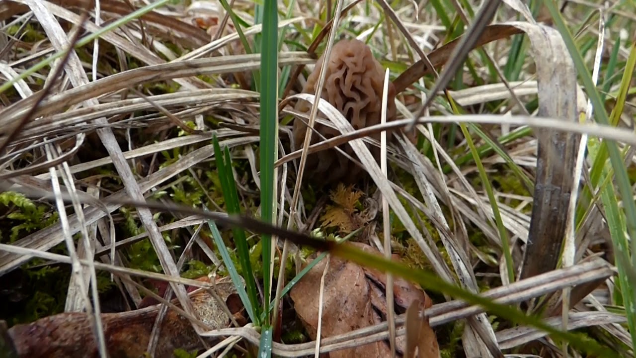 début de saison 2019 pour la morille - YouTube