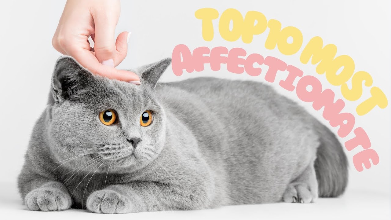 😍Top 10 Most Affectionate Cat Breeds Ambassadors of Feline Friendship ...