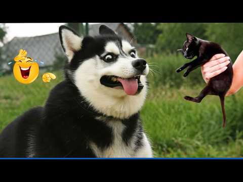 Impossible Not To Laugh 😂 Funniest Cats & Dogs!