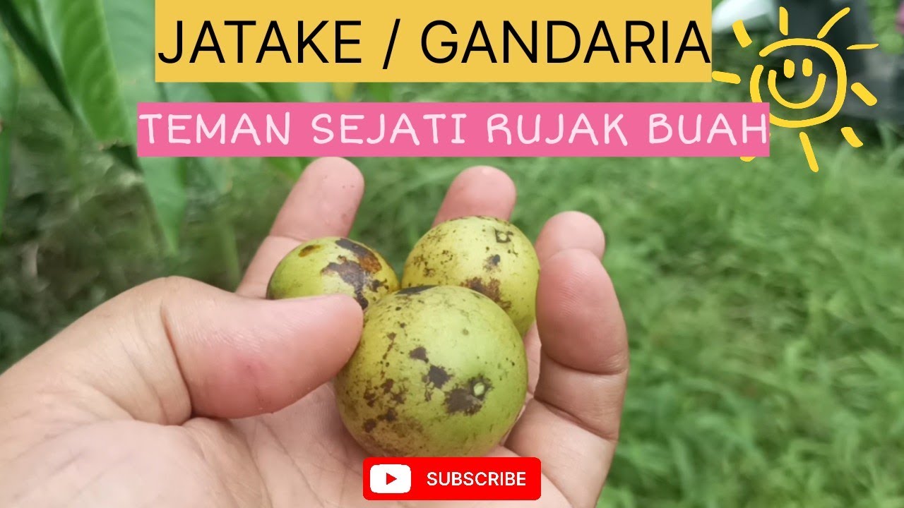 Jatake, Buah yang sekarang mulai langka. Teman rujak paling joos - YouTube