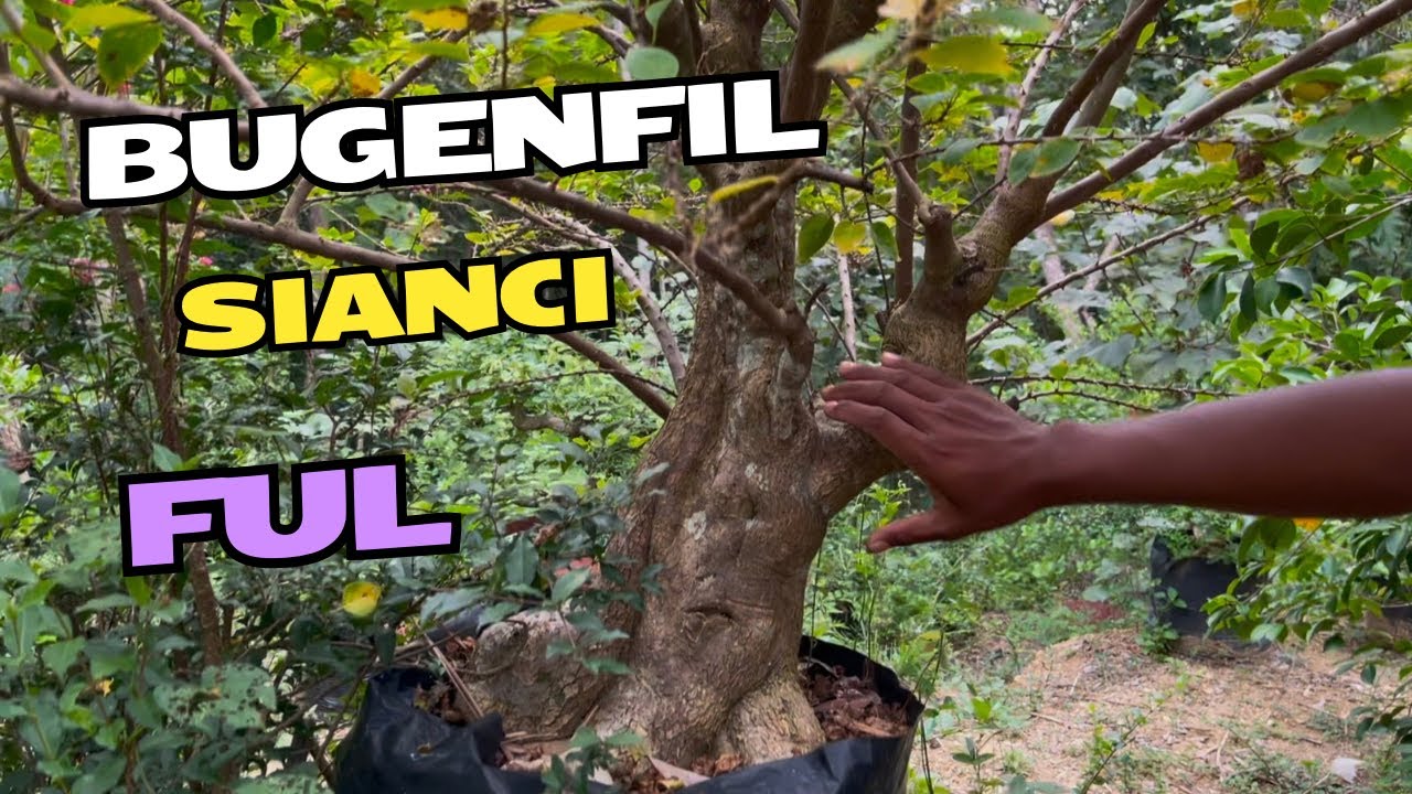 Cek Harga Bonsai Bugenfil Di Lahan - YouTube