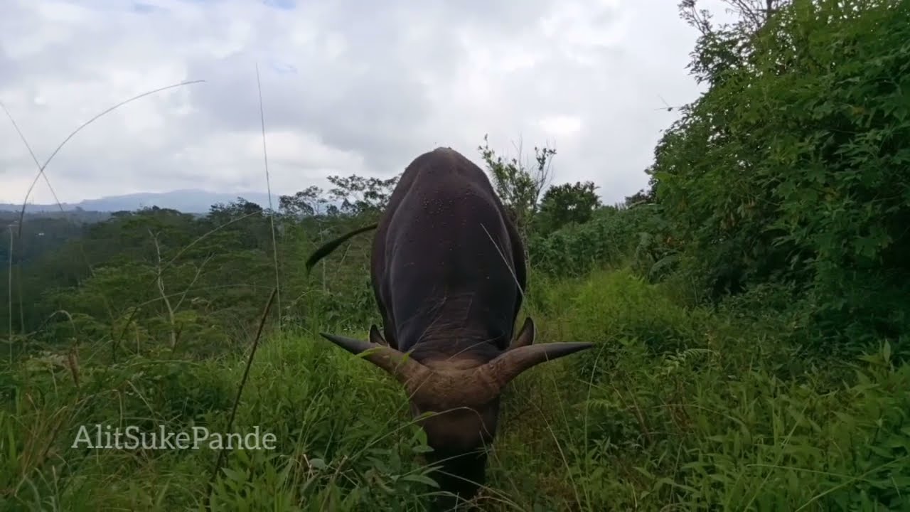 Banteng Bali di Alam liar&di kandang(perbedaannya?)Bali cattle in the ...