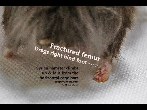 The Syrian Hamster had a dragging right hind limb. Pt 3/3 - YouTube