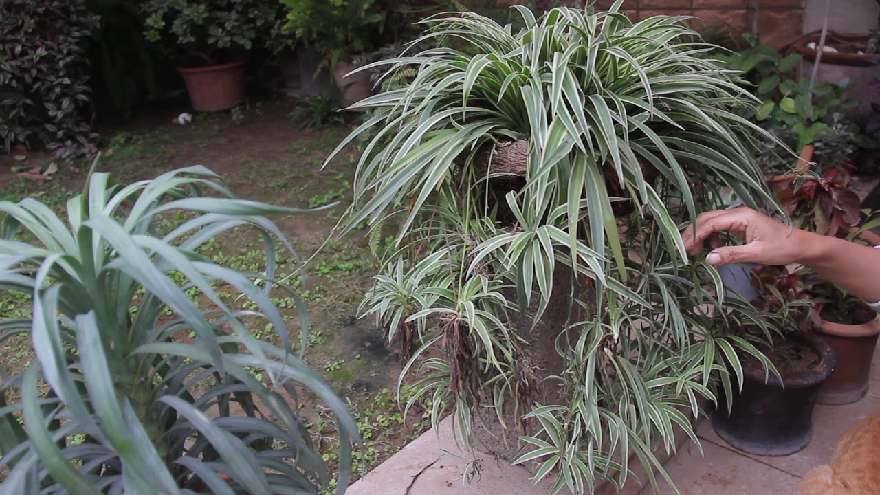 Propagate Spider Plants With Plantlets | Spider Plant Care Tips - YouTube