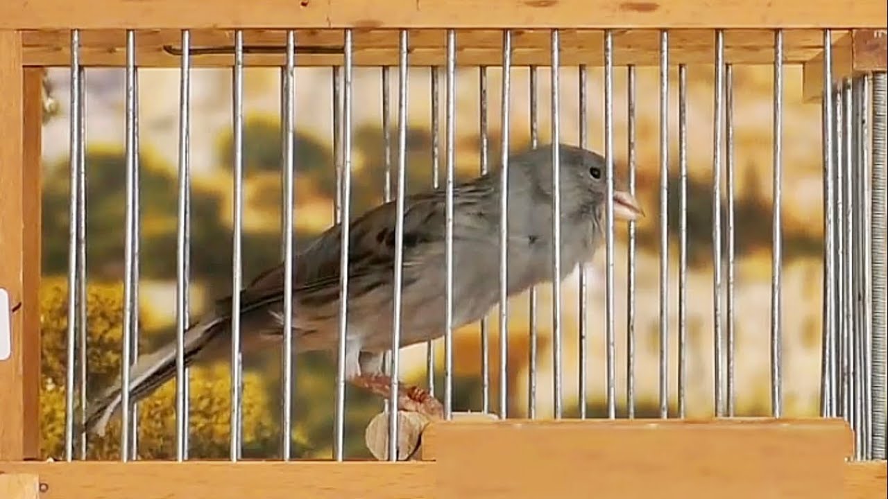 Canary singing for training song / canary bird chirping / Canario ...