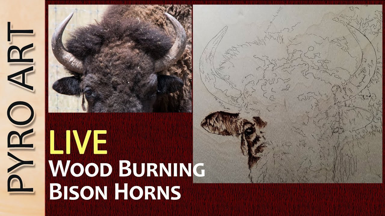 Pyrography: LIVE Wood Burning Bison Horns + Chartpak Winner Announced ...