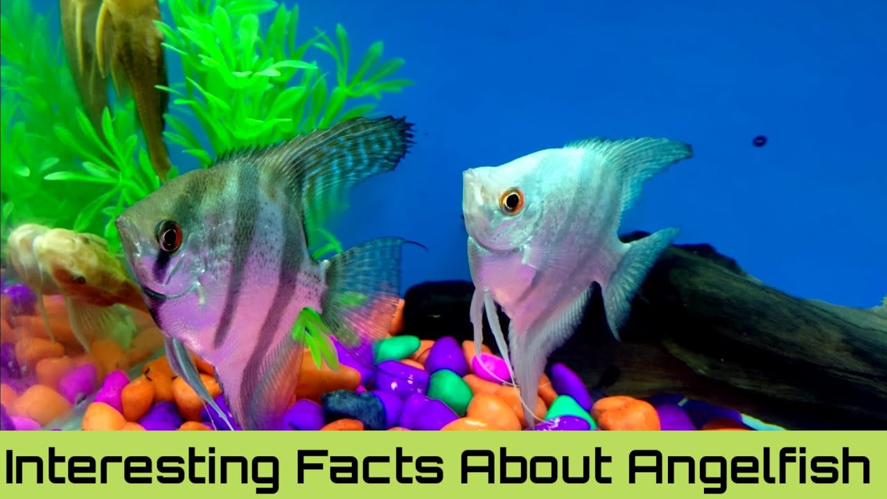 Interesting Facts About Angelfish - YouTube