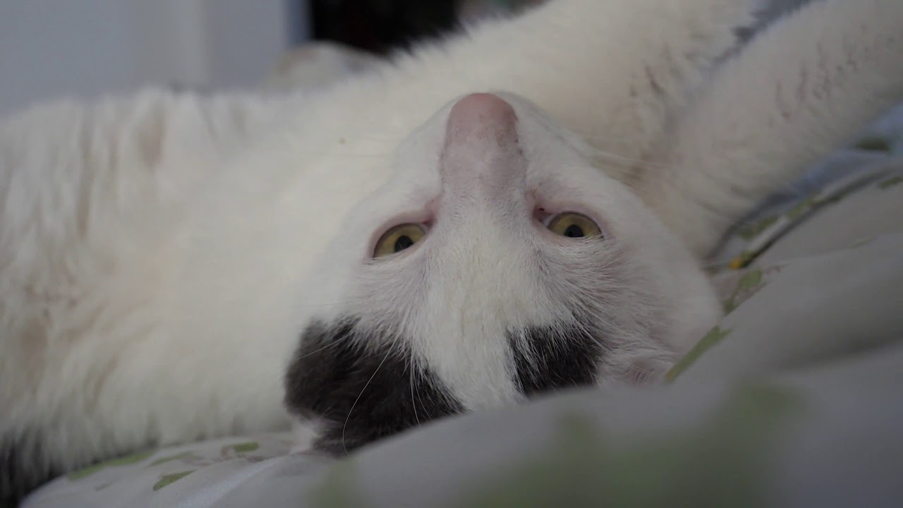 Cat ASMR Part 2 - YouTube