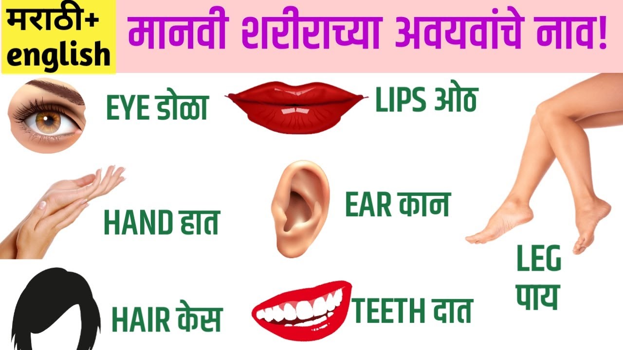 मानवी शरीराच्या अवयवांचे नाव | Learn Body Parts Name In Marathi with ...