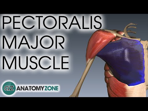 Pectoralis Major Muscle Anatomy | AnatomyZone