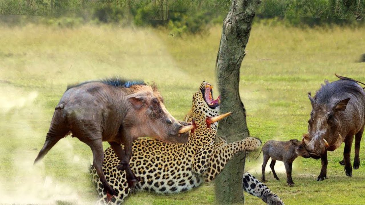 Giant warthog vs leopard, wild animal attack! - YouTube
