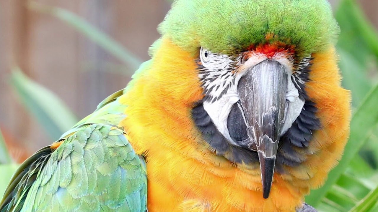 Macaw Parrot Punch Up....At Longleat Safari Park 9/2019 - YouTube