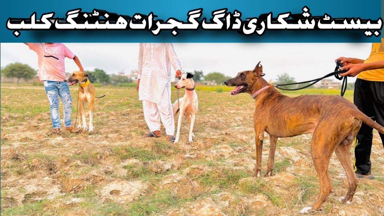 Best Shikari dogs| Shikar vedios| hunting dogs| Gujrat hunting club ...