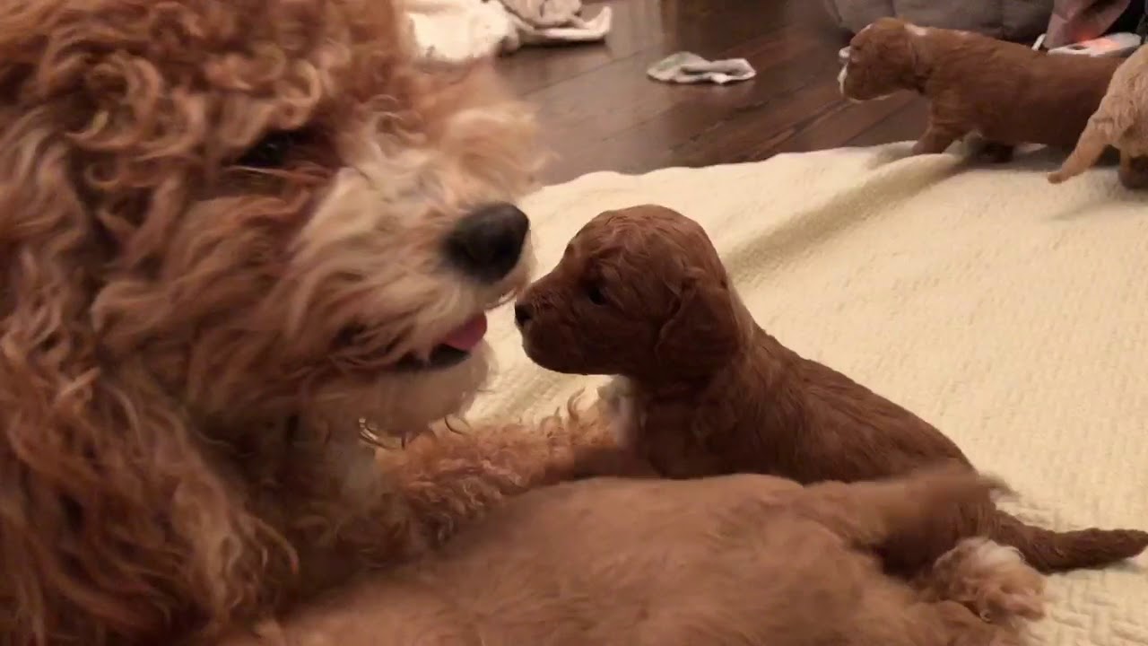 More Cavapoo puppies playing - YouTube