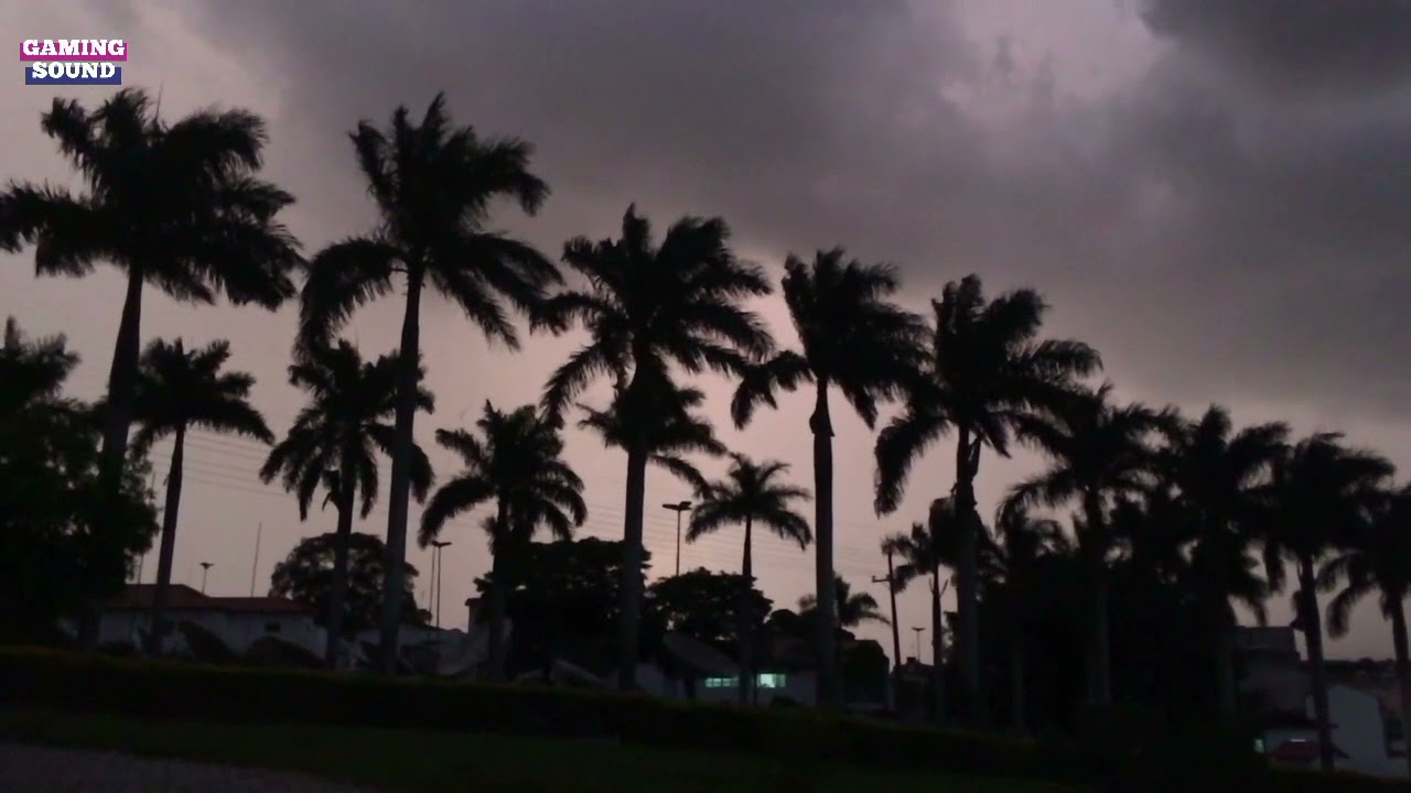 Palm tree sound effect - Palm tree wind sound - Sound of palm trees in ...