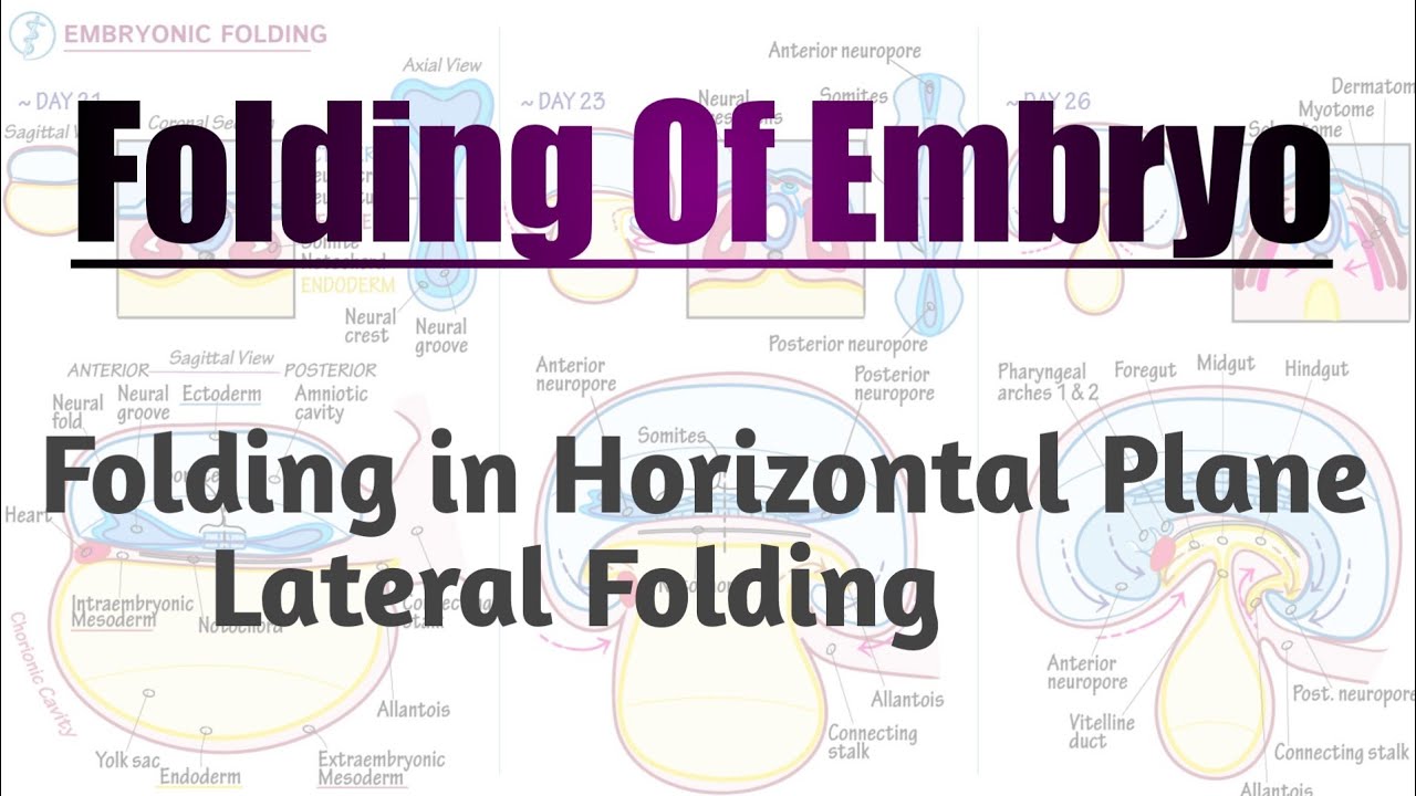 Folding of Embryo in Horizontal Plane || Lateral Folding || Embryonic ...