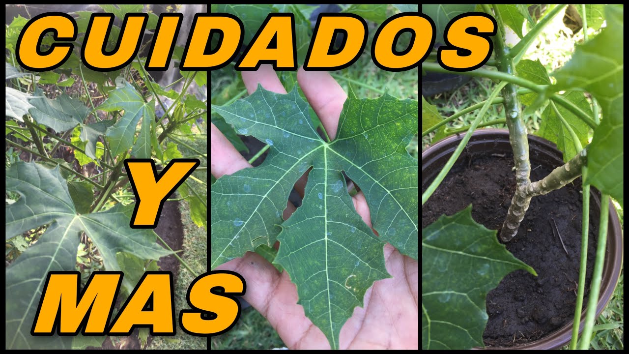 Planta Chaya o Arbol Espinaca/Reproduccion cuidados y mas - YouTube