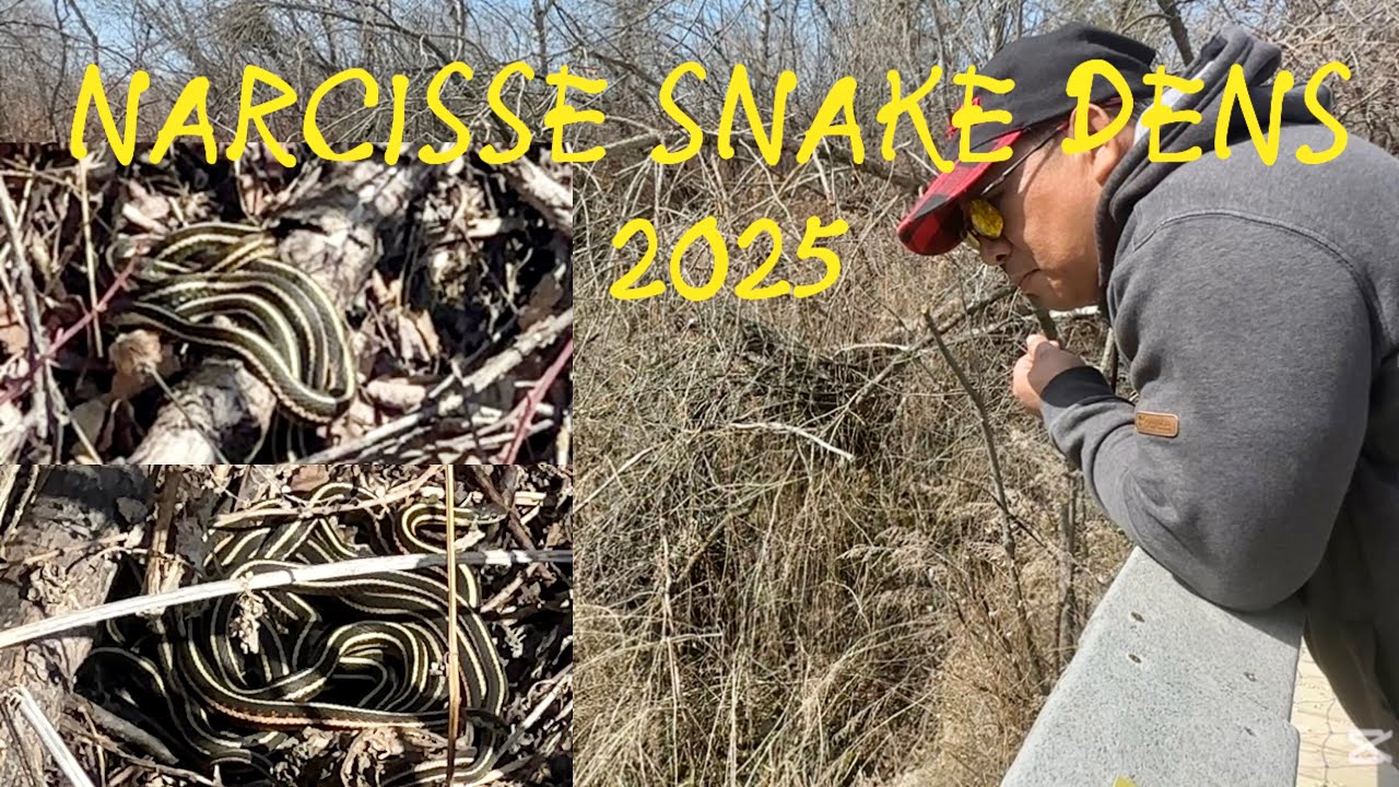 FUN Self Guided Tour In Exploring the FOUR SNAKE DENS of NARCISSE ...
