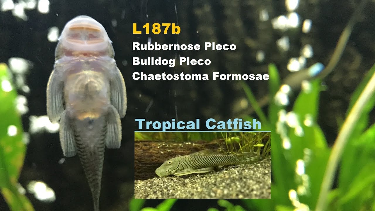 L187b Rubbernose Pleco - Bulldog Pleco - Chaetostoma Formosae (Catfish ...
