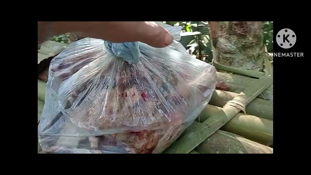 yod tua nploos roob phaj tsum - YouTube