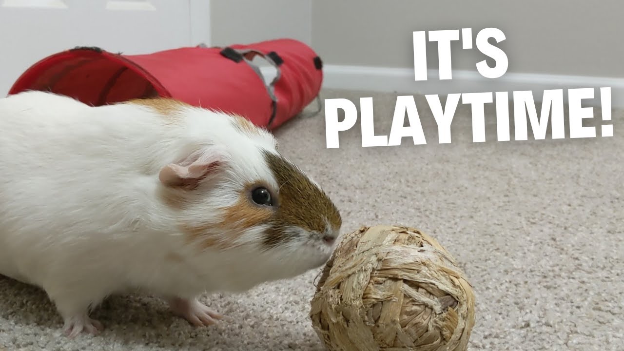Guinea Pigs Love To Play - YouTube