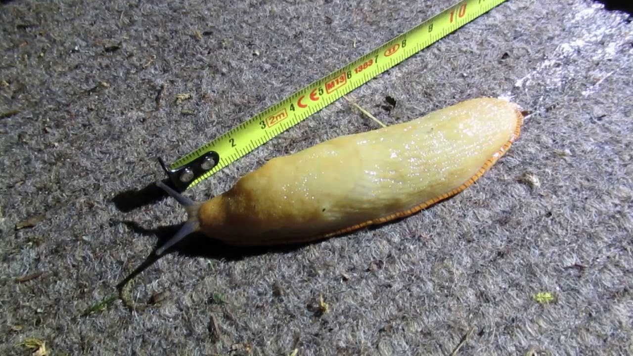 A long long slug .. - YouTube