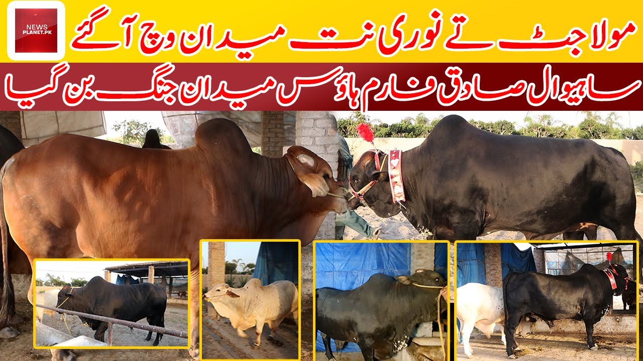 Biggest Eid Al-Adha Bulls Of Sadiq Cattle Farm 2023 #cow #biggest_bull ...