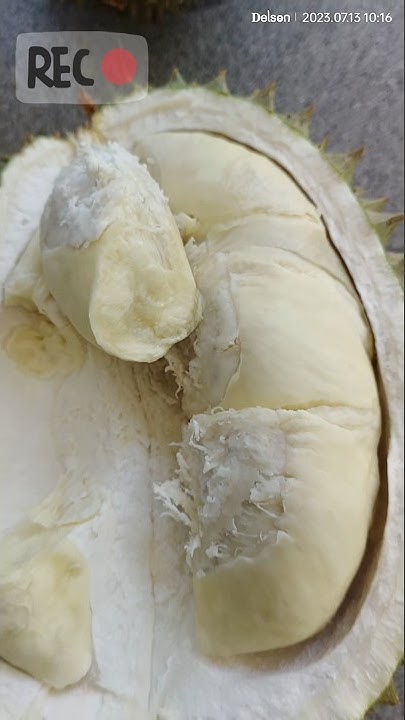 Belah Durian!!! #shorts - YouTube