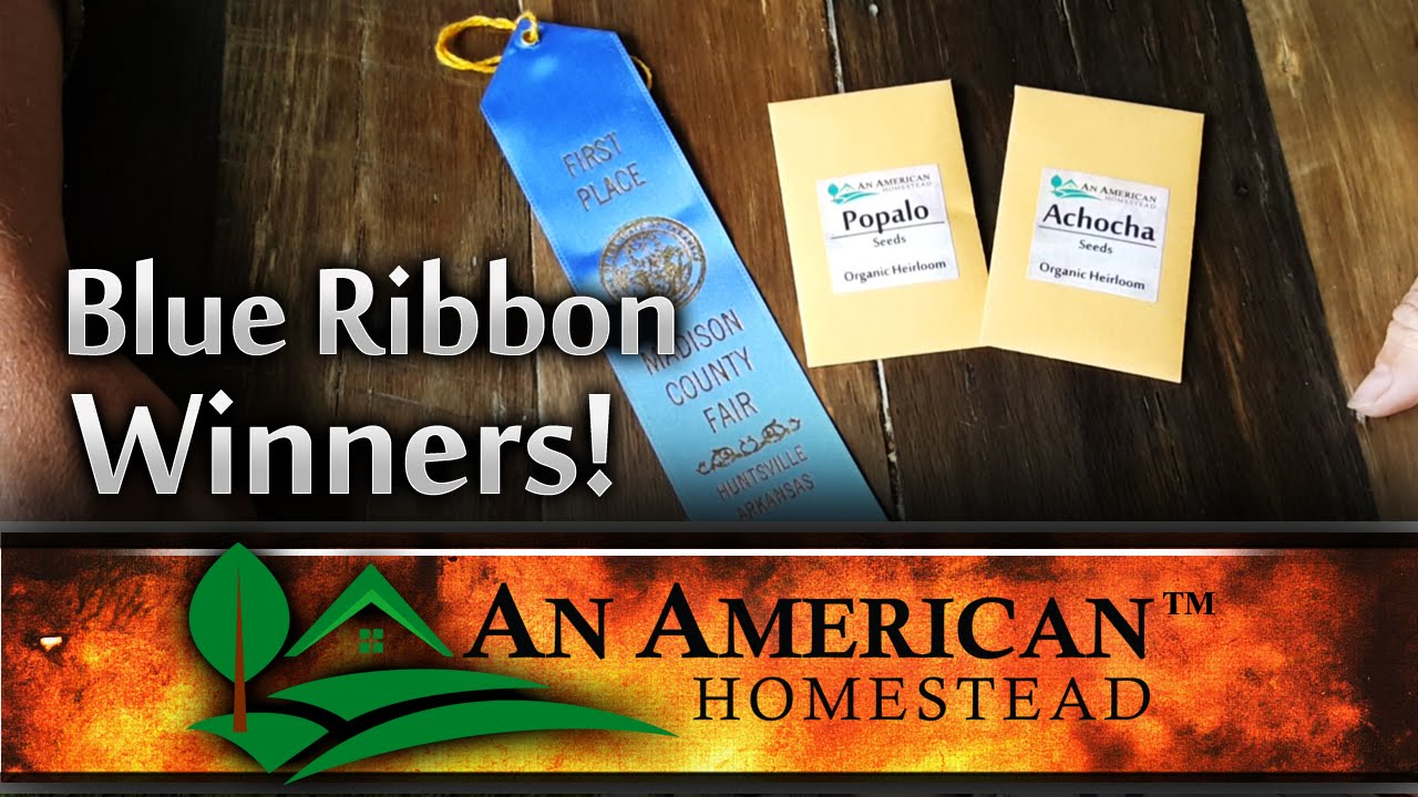 Winning Blue Ribbons For Your County Fair - YouTube
