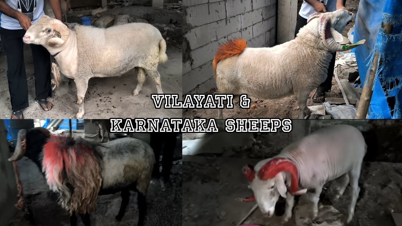 Biggest size Vilayati & Karnataka Sheeps Available at Nampally - YouTube