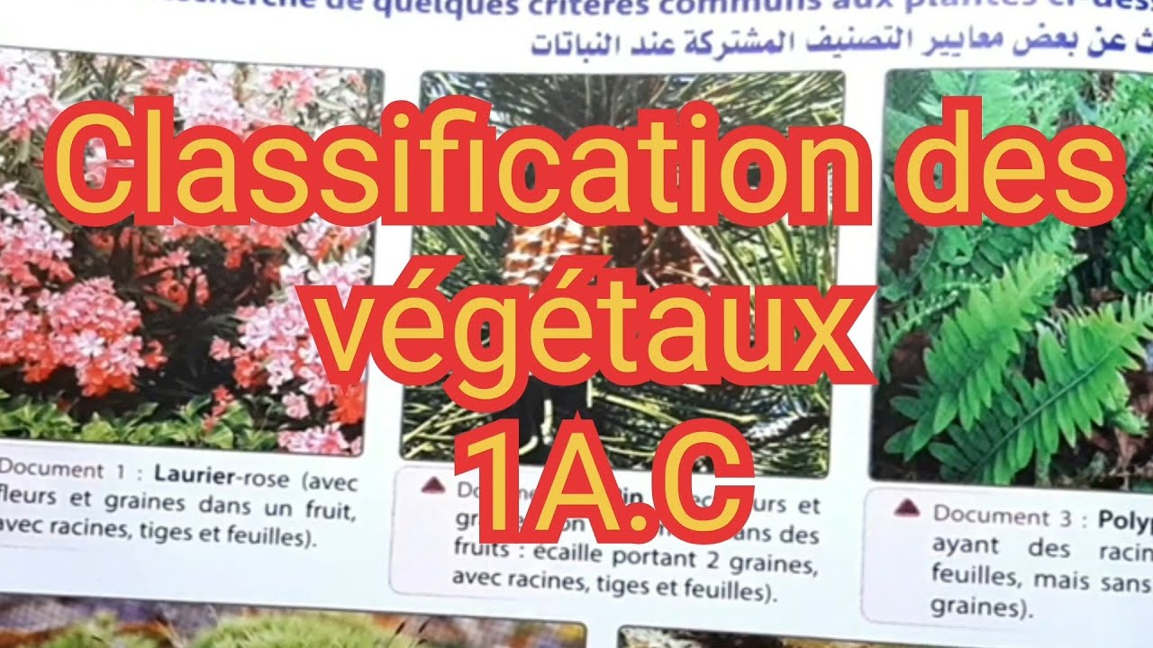 Classification des végétaux : 1AC Chap5 Séq1 🌿 - YouTube