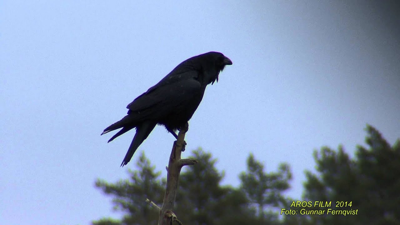 KORP Common Raven (Corvus corax) Klipp - 1290 - YouTube