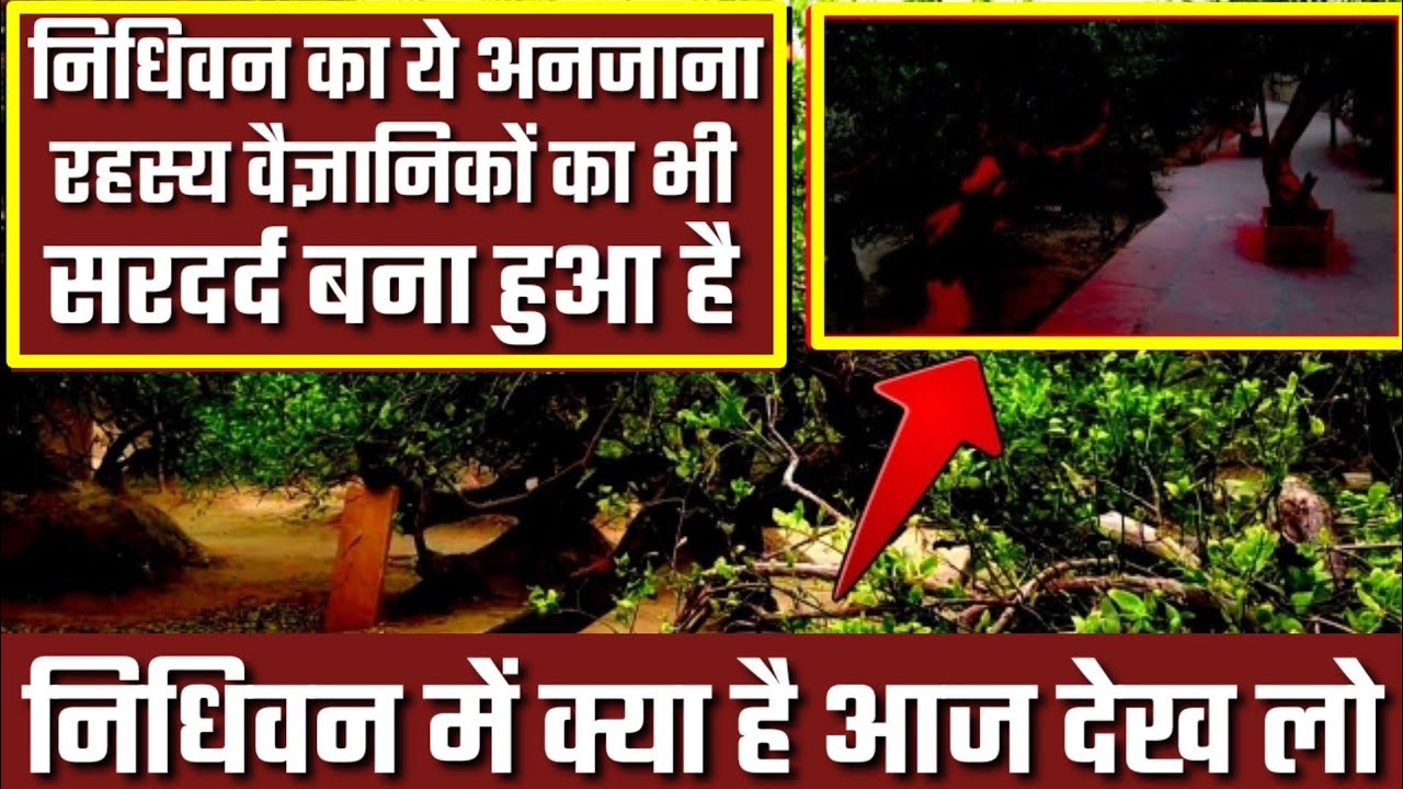 Nidhivan का Rahshay जानने हम पहुंचे Nidhivan | Nidhivan Video ...