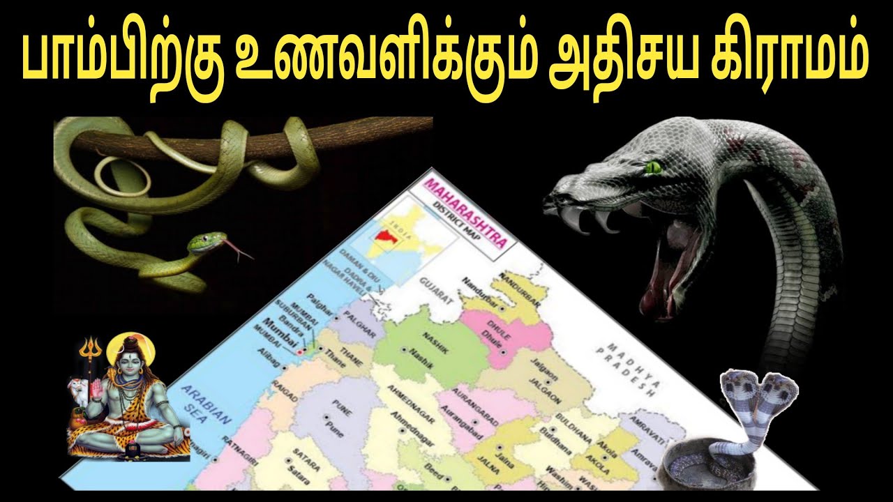 பாம்புக்கு வீடு ..Snake village of india in tamil - YouTube
