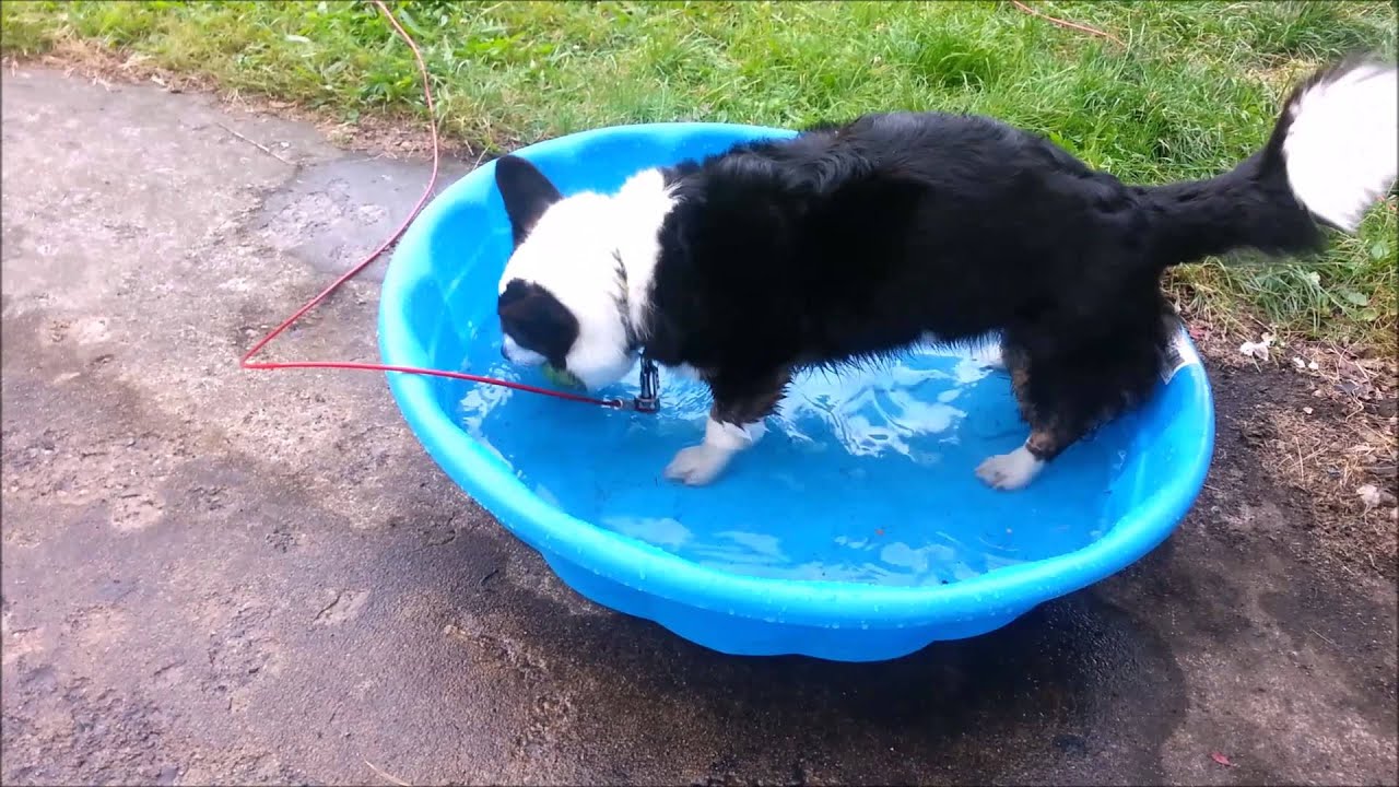 Toby Pool Time For Blog - YouTube